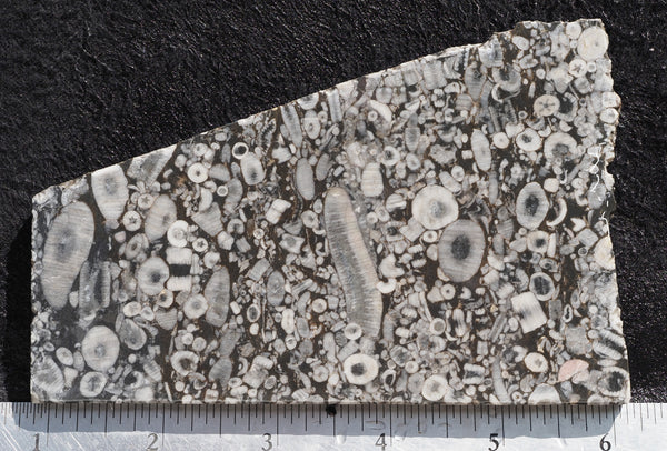 Crinoid Rock Slab 62 – DD Rocks