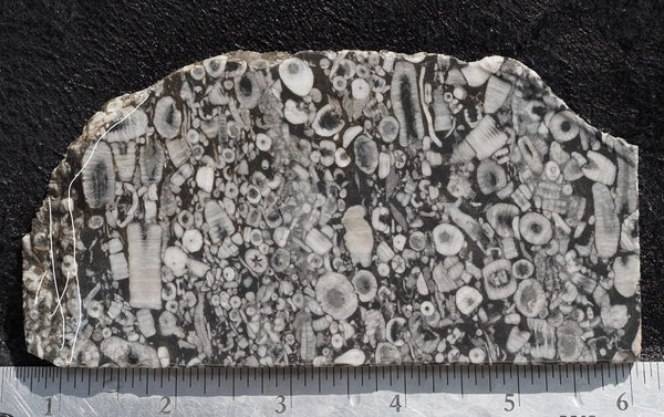 Crinoid Rock Slab 61 – DD Rocks