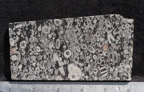 Crinoid Rock Slab 45 – DD Rocks