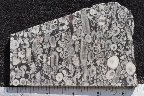 Crinoid Rock Slab 64 – DD Rocks