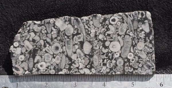 Crinoid Rock Slab 56 – DD Rocks