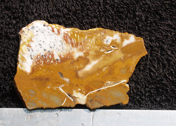 Petrified Palm Root Rock Slab 05 – DD Rocks
